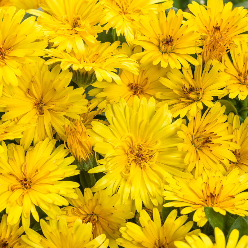 Yellow Lady Banks Climbing Rose | PlantAddicts.com