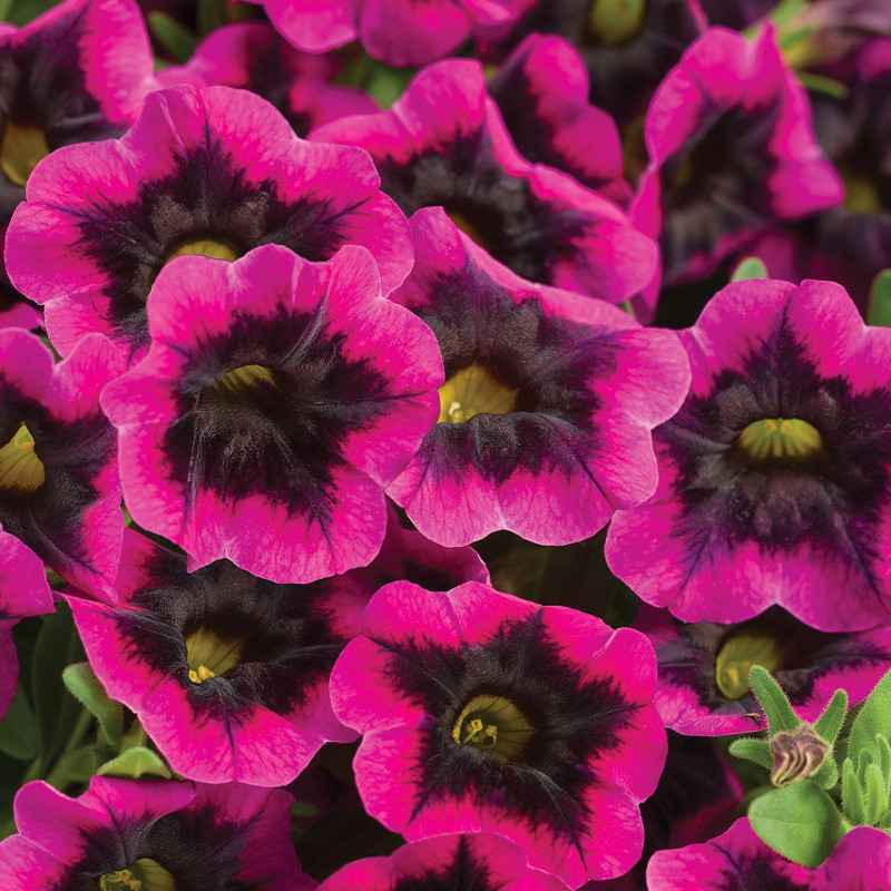 Calibrachoa Plants For Sale | Plant Addicts