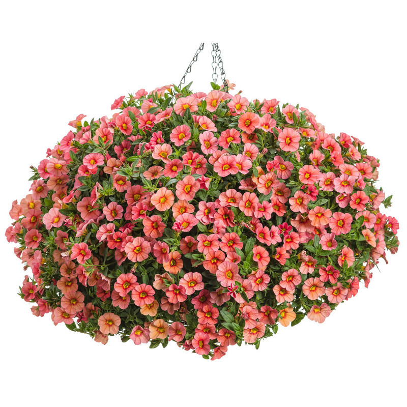 Superbells® Coral Sun Calibrachoa | Plant Addicts