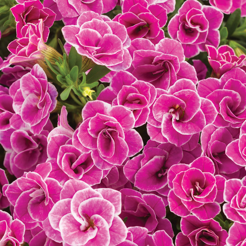 Superbells® Double Amber Calibrachoa | Plant Addicts