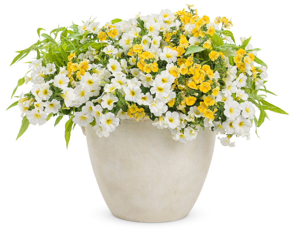 Superbells® Over Easy Calibrachoa | Plant Addicts