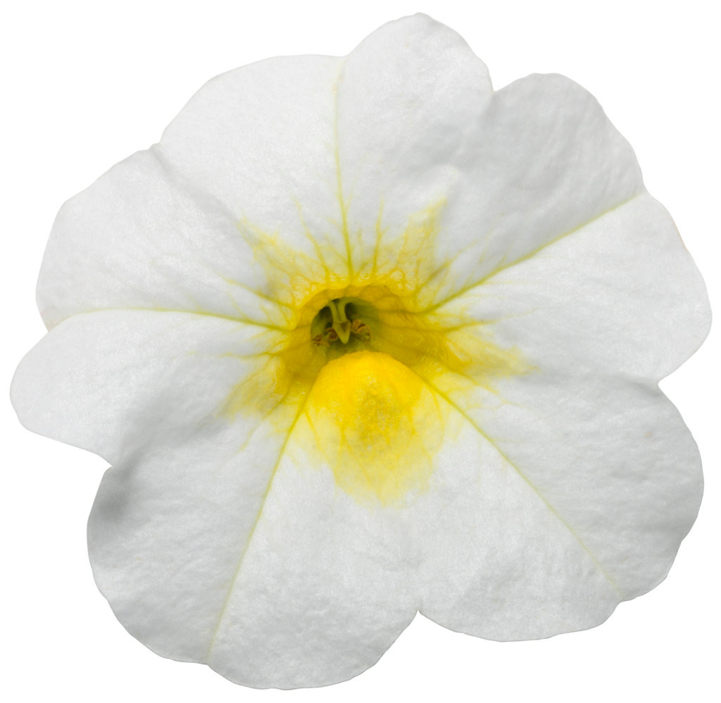 Superbells® Over Easy Calibrachoa | Plant Addicts