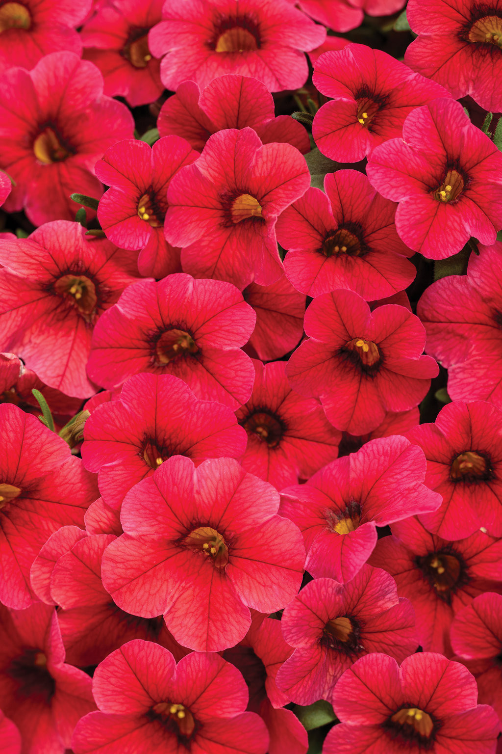 Superbells® TableTop Red Calibrachoa | Plant Addicts