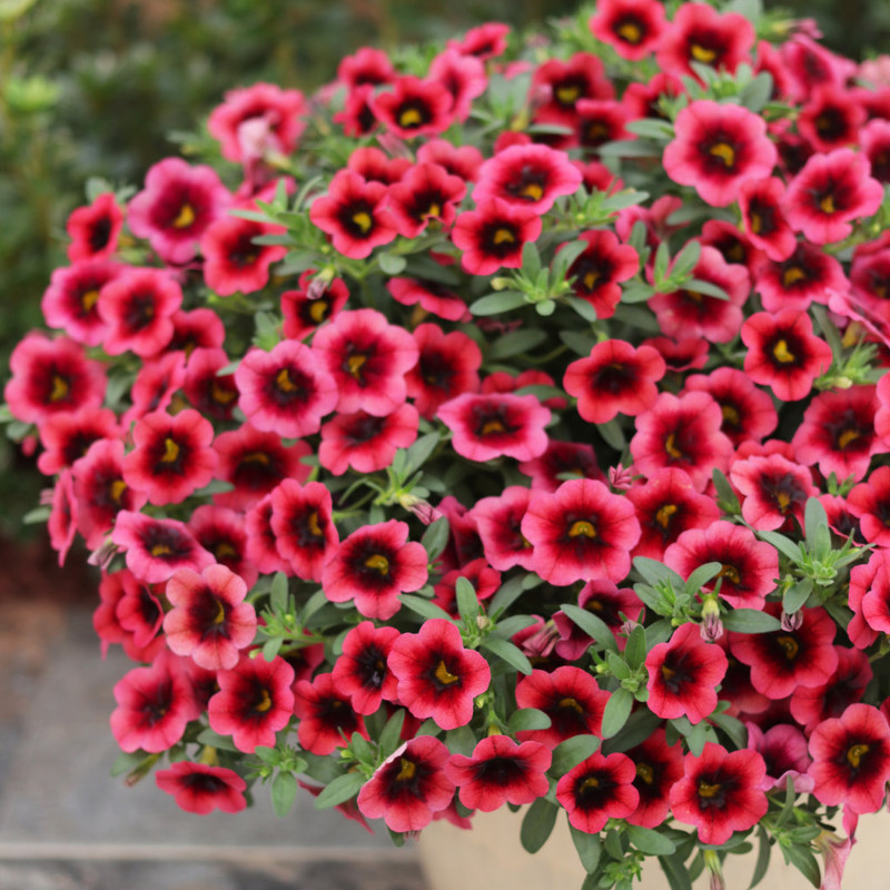Calibrachoa Plants For Sale | Plant Addicts