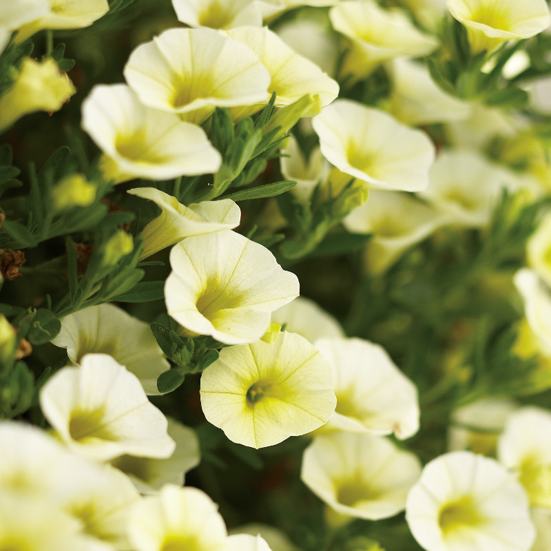 Superbells® Doublette Love Swept Calibrachoa | Plant Addicts