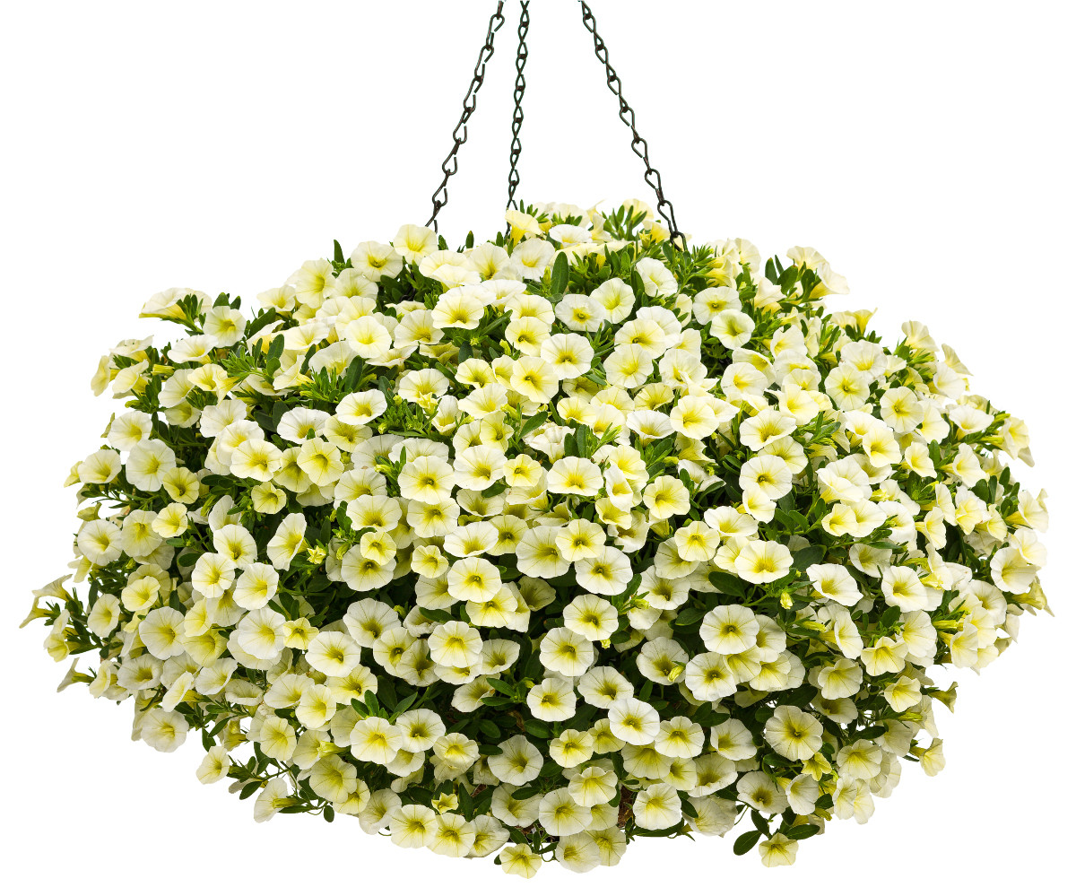 Superbells® Yellow Chiffon Calibrachoa | Plant Addicts