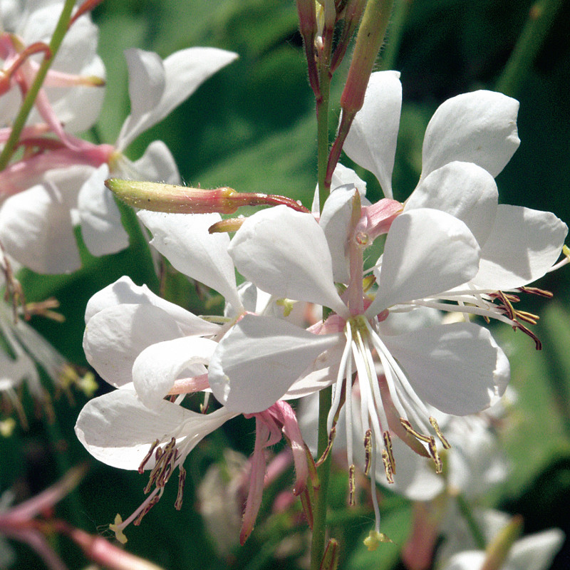 Whirlwind® White Fan Flower | Plant Addicts