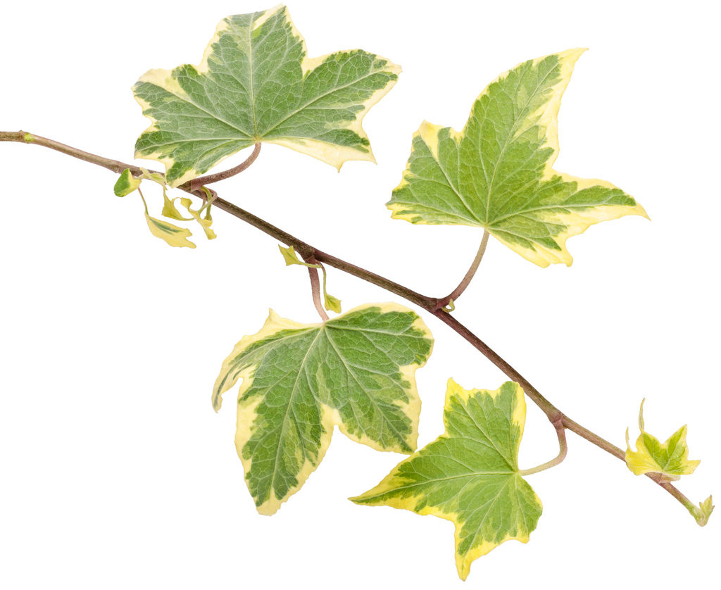 Proven Accents® Yellow Ripple Ivy | Plant Addicts