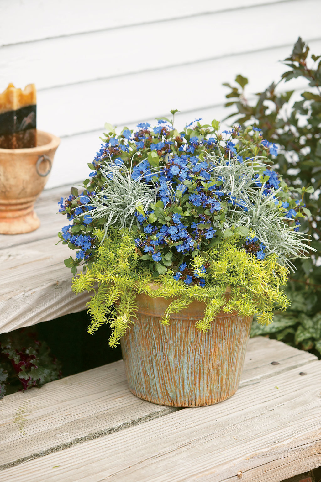 Proven Accents® Icicles Licorice Plant | Plant Addicts