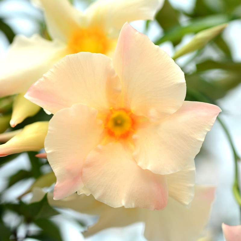 Diamantina™ Coral Orange Sunrise Mandevilla | Plant Addicts