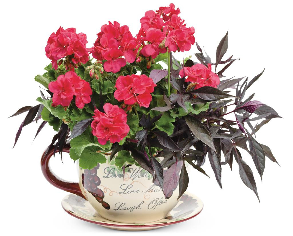 Boldly® Dark Red Geranium | Plant Addicts