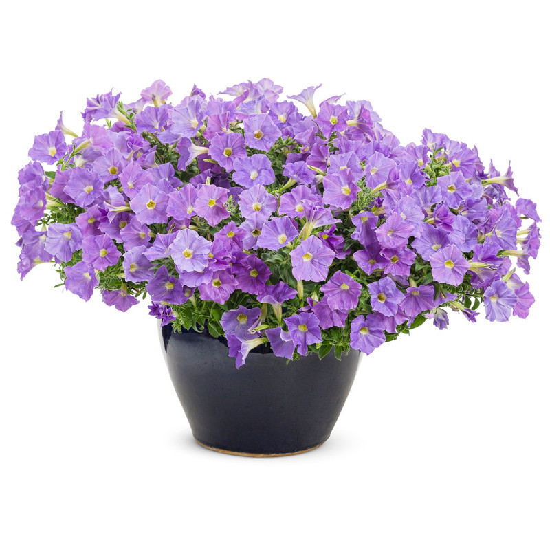 Supertunia® Trailing Blue Veined Petunia | Plant Addicts