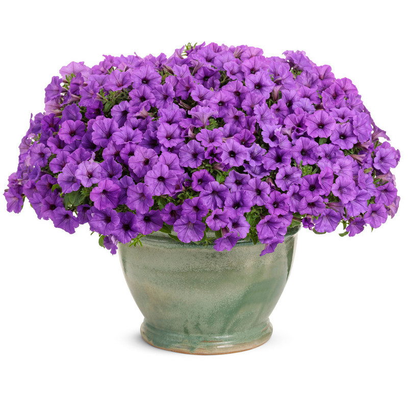 Supertunia Mini Vista® Indigo Petunia | Plant Addicts