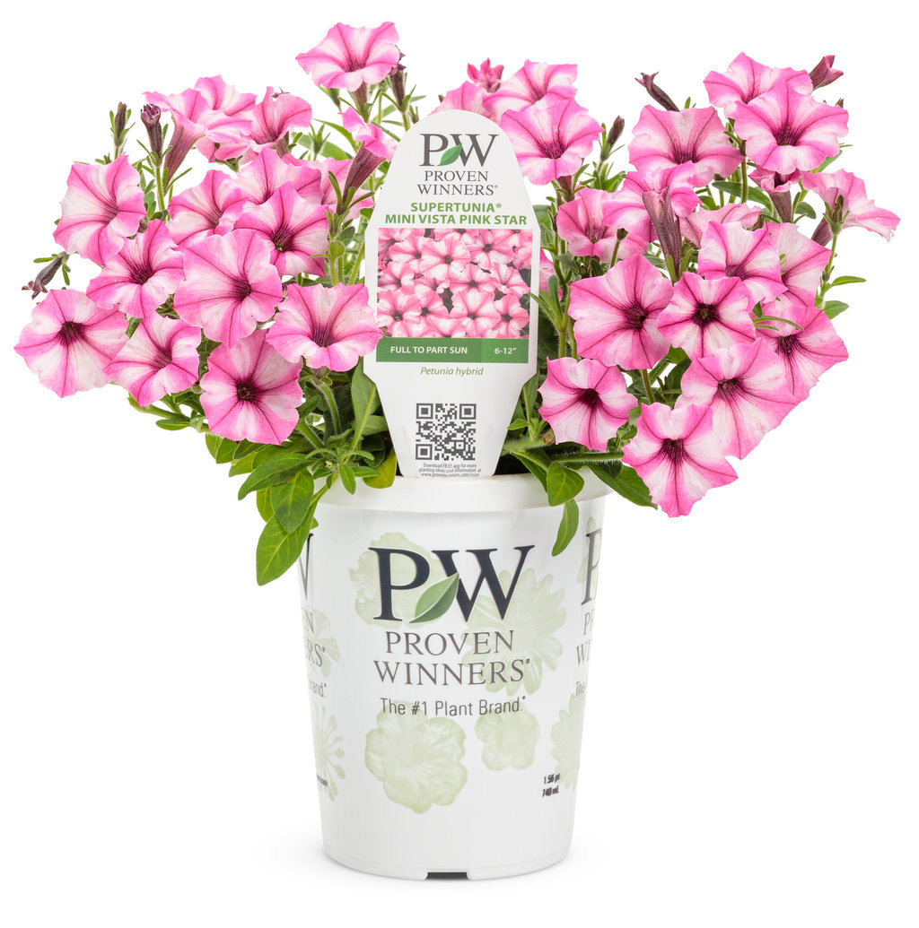 Supertunia Mini Vista® Pink Star Petunia | Plant Addicts
