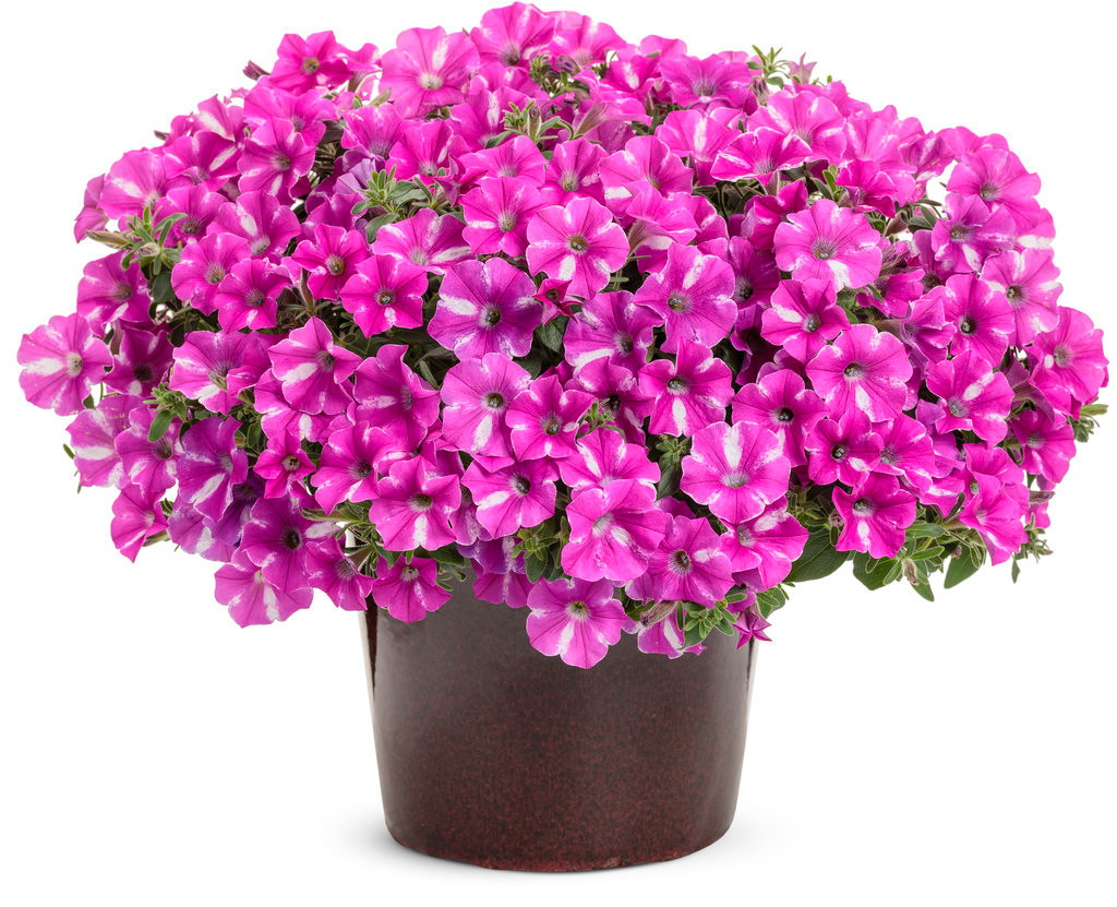 Supertunia® Raspberry Rush Petunia | Plant Addicts