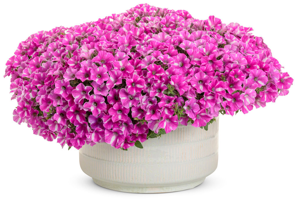 Supertunia® Raspberry Rush Petunia | Plant Addicts