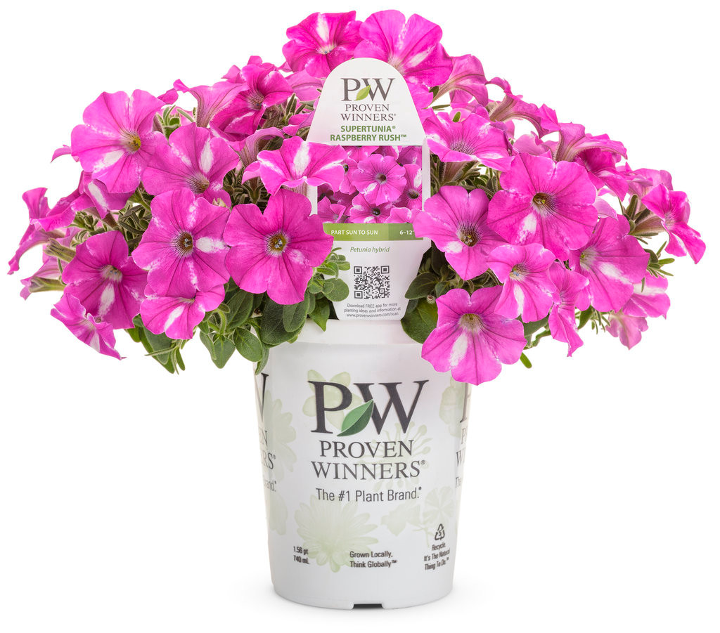 Supertunia® Raspberry Rush Petunia | Plant Addicts