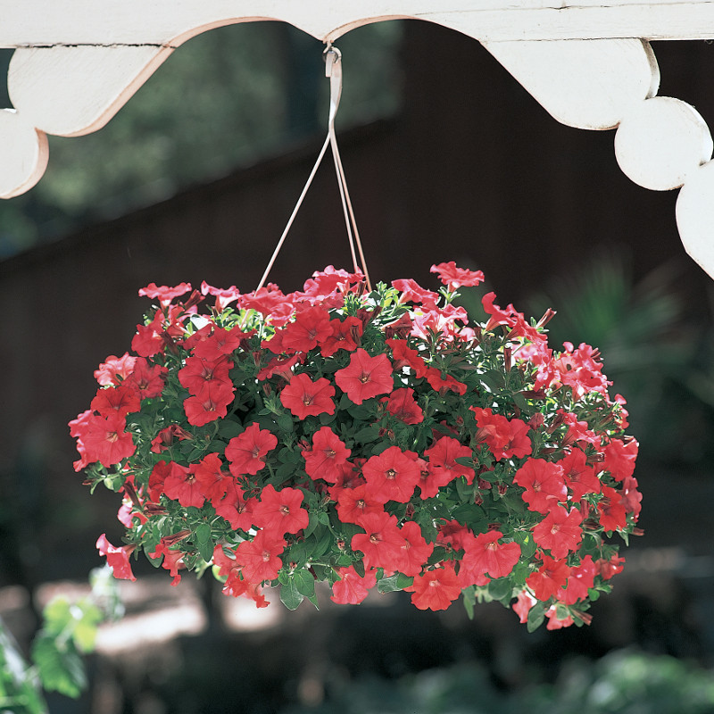 Supertunia® Really Red Petunia | Plant Addicts