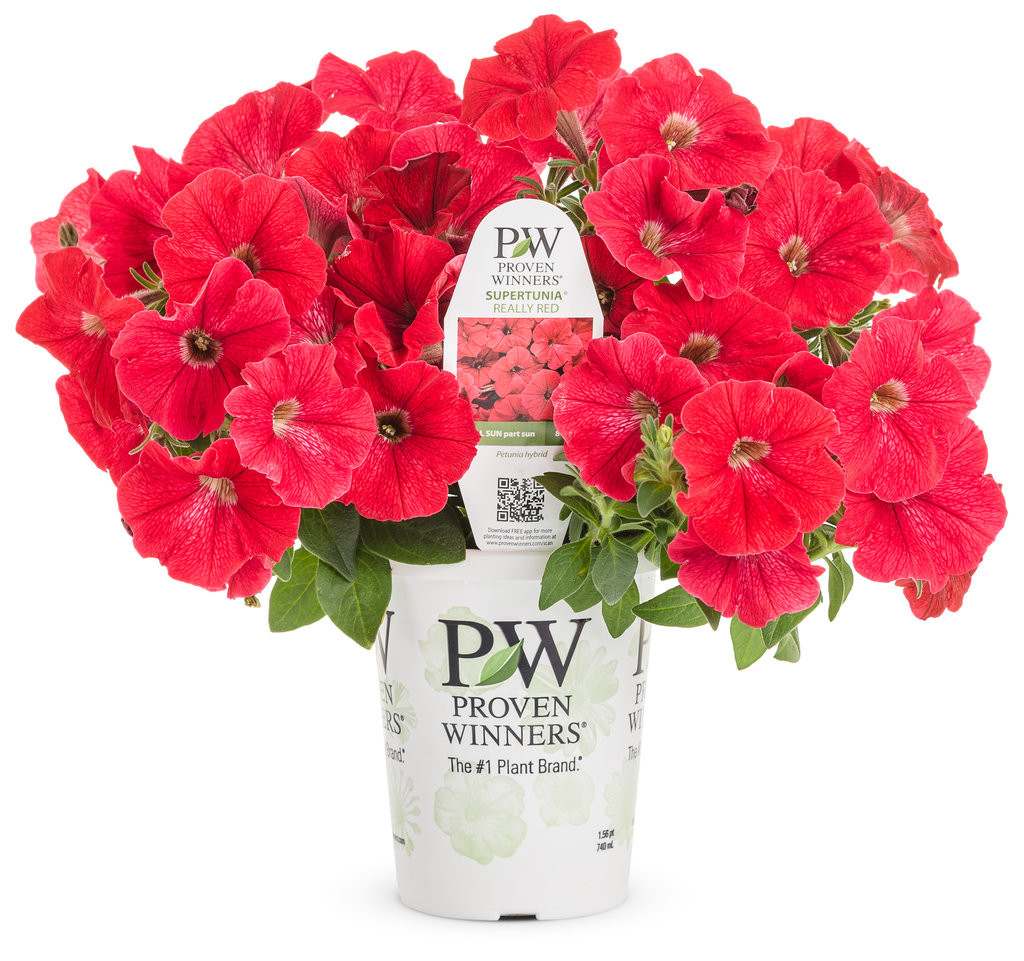 Supertunia® Really Red Petunia | Plant Addicts