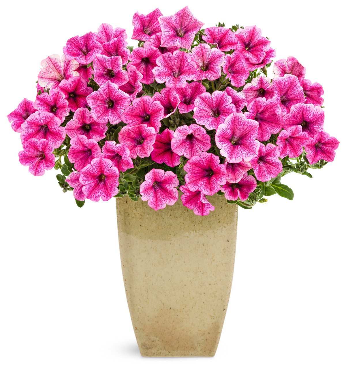Supertunia® Trailing Strawberry Pink Veined Petunia | Plant Addicts