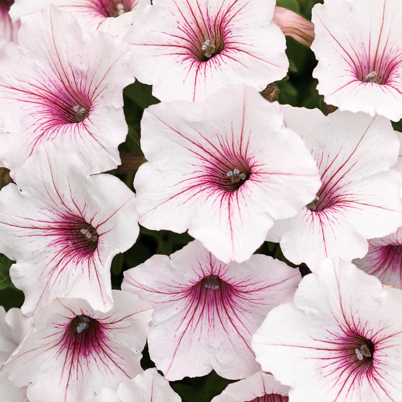 Supertunia Mini Vista® Pink Star Petunia | Plant Addicts