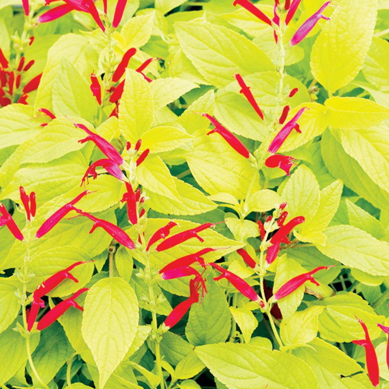 Saucy Red Salvia | PlantAddicts.com