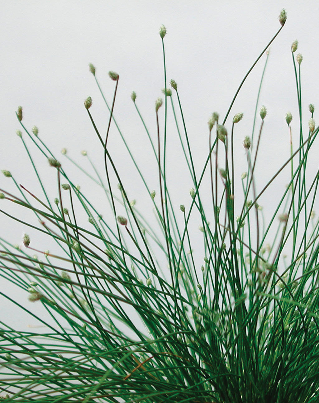 Graceful Grasses® Fiber Optic Grass | Plant Addicts