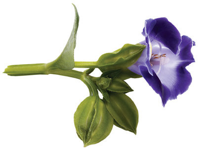 Catalina® Midnight Blue Wishbone Flower | Plant Addicts