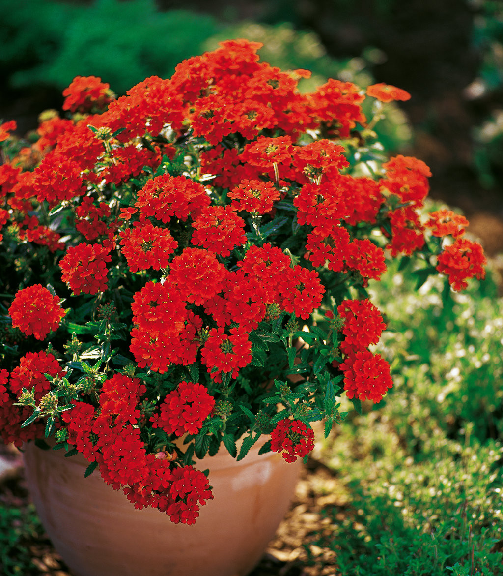 Superbena® Red Verbena | Plant Addicts