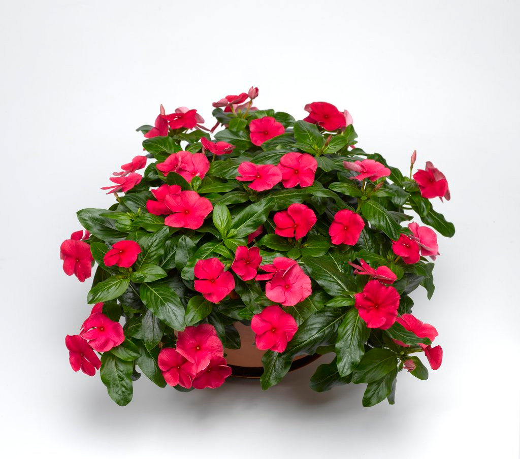 Cora® Cascade Cherry Vinca | Plant Addicts