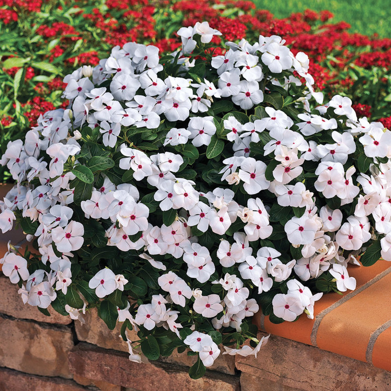 Cora® Cascade Polka Dot Vinca | Plant Addicts