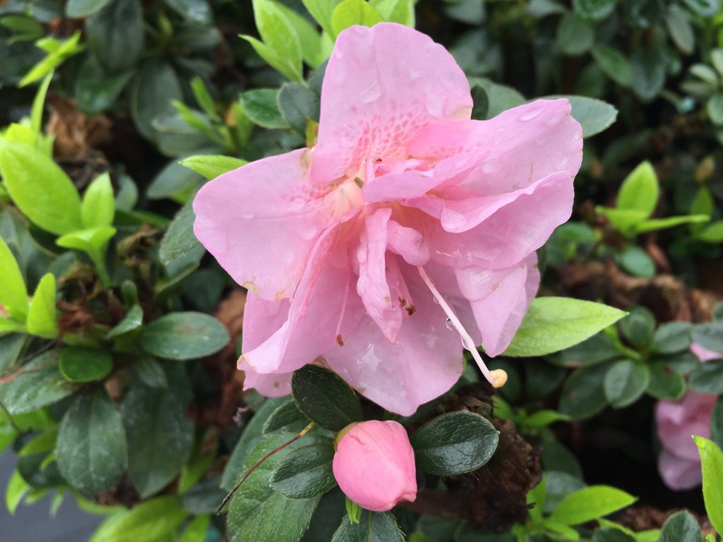 Perfecto Mundo® Double Pink Azalea | Plant Addicts