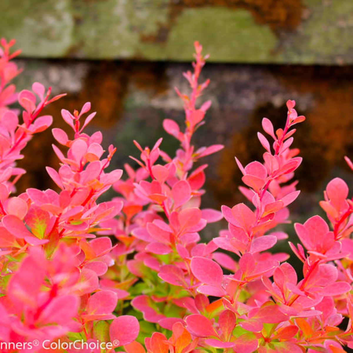 Sunjoy® Tangelo Barberry | Plant Addicts