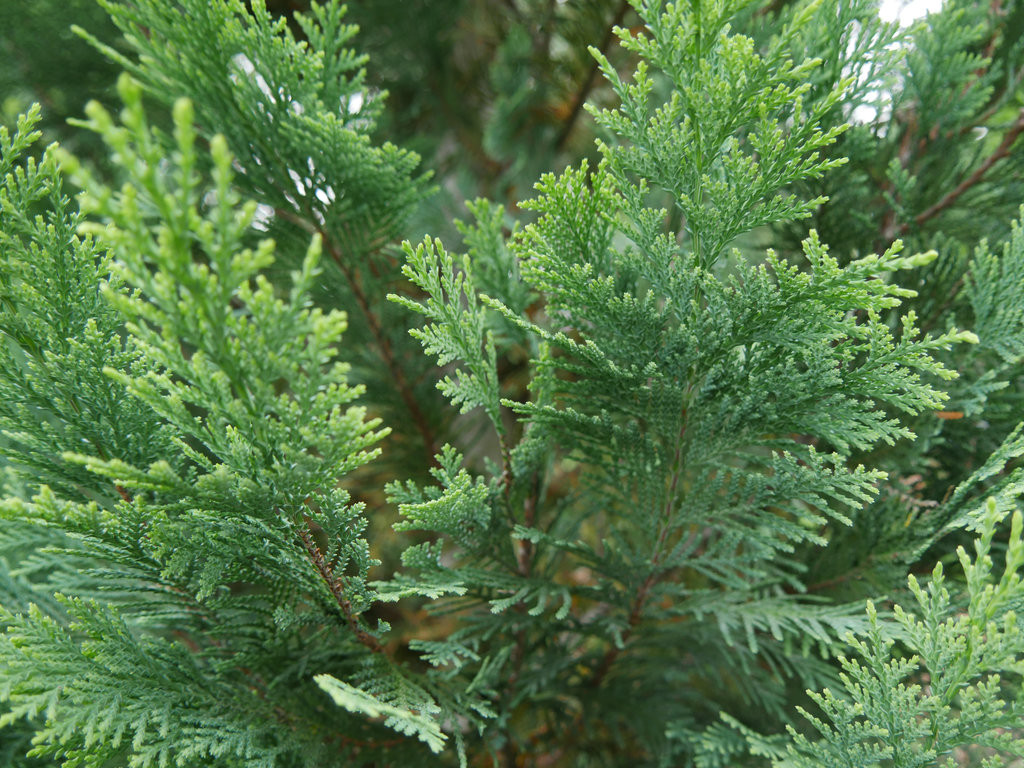 Pinpoint® Blue & Gold False Cypress | Plant Addicts