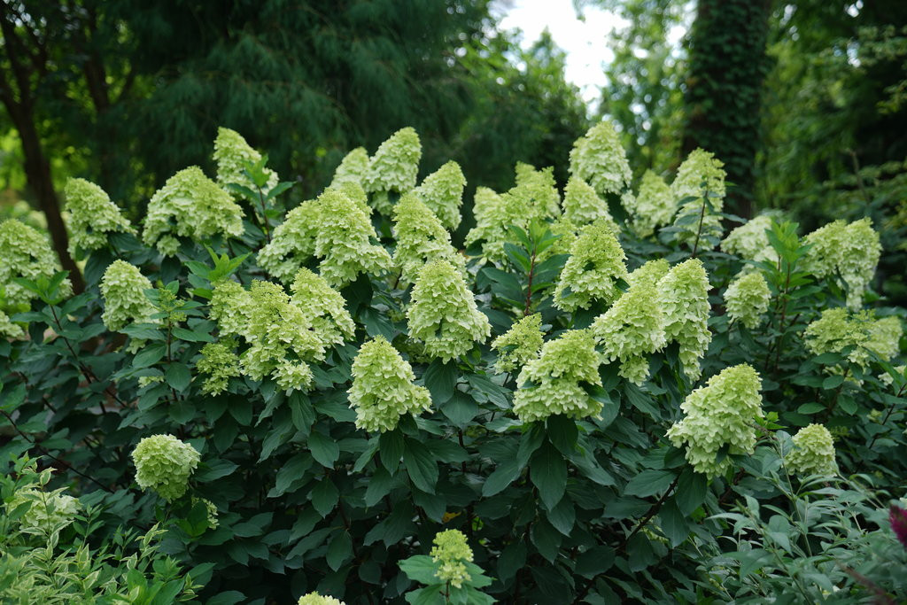 Limelight Prime® Hydrangea | Plant Addicts