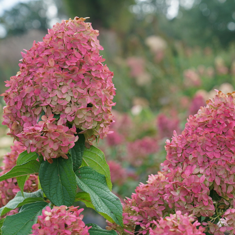 Little Quick Fire® Hydrangea | Plant Addicts