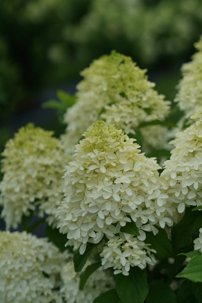 Quick Fire Fab® Hydrangea | Plant Addicts