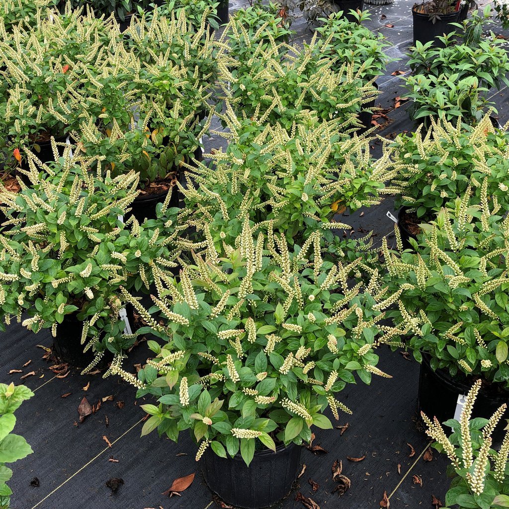 Fizzy Mizzy Sweetspire | Plant Addicts