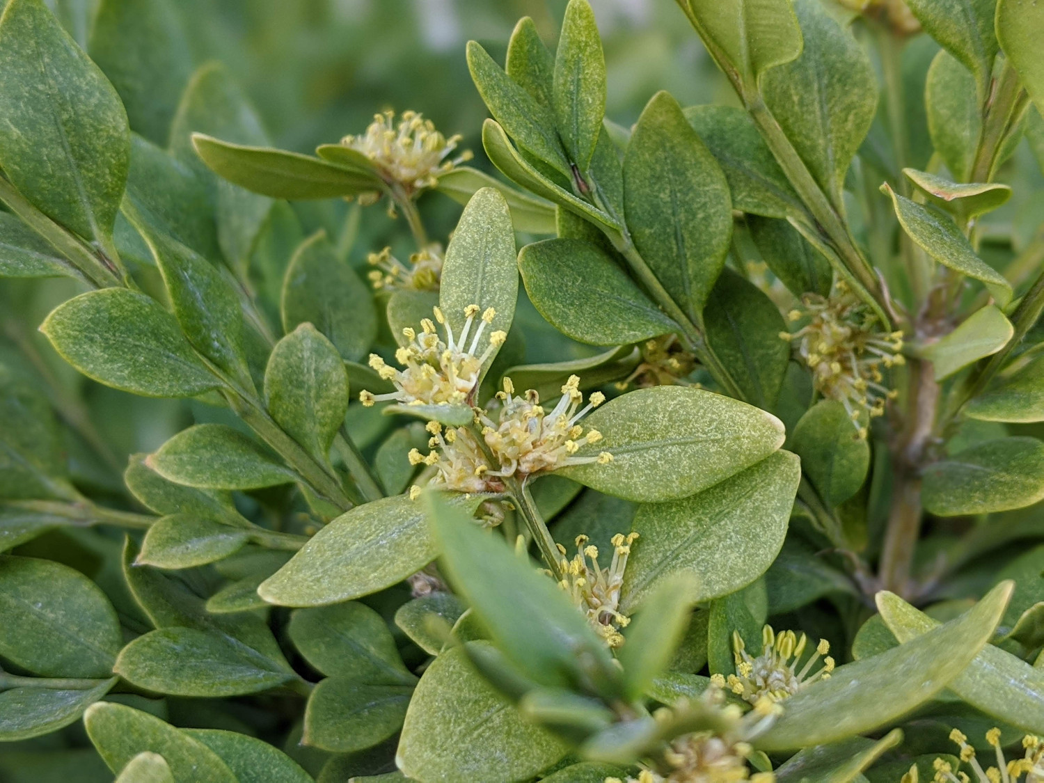 Wintergreen Boxwood | PlantAddicts.com