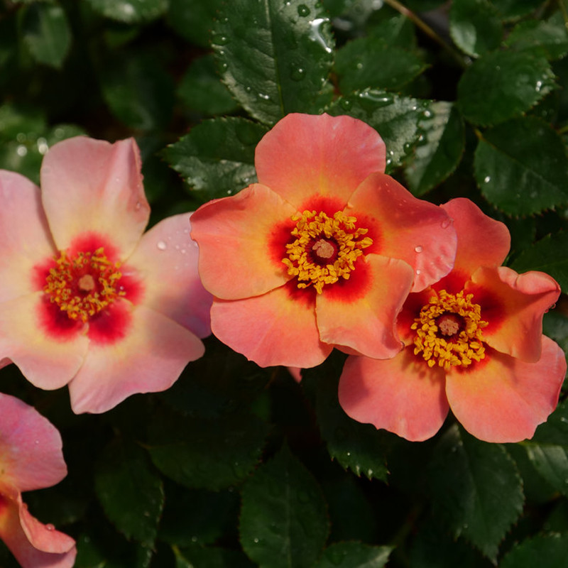 Ringo All-Star Rose | Plant Addicts