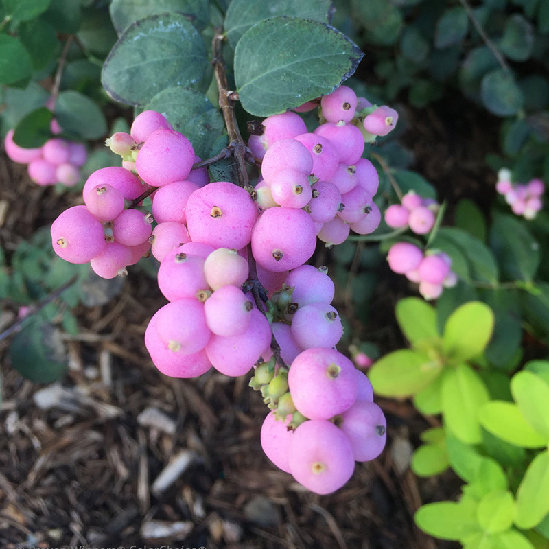 Candy™ Coralberry | Plant Addicts