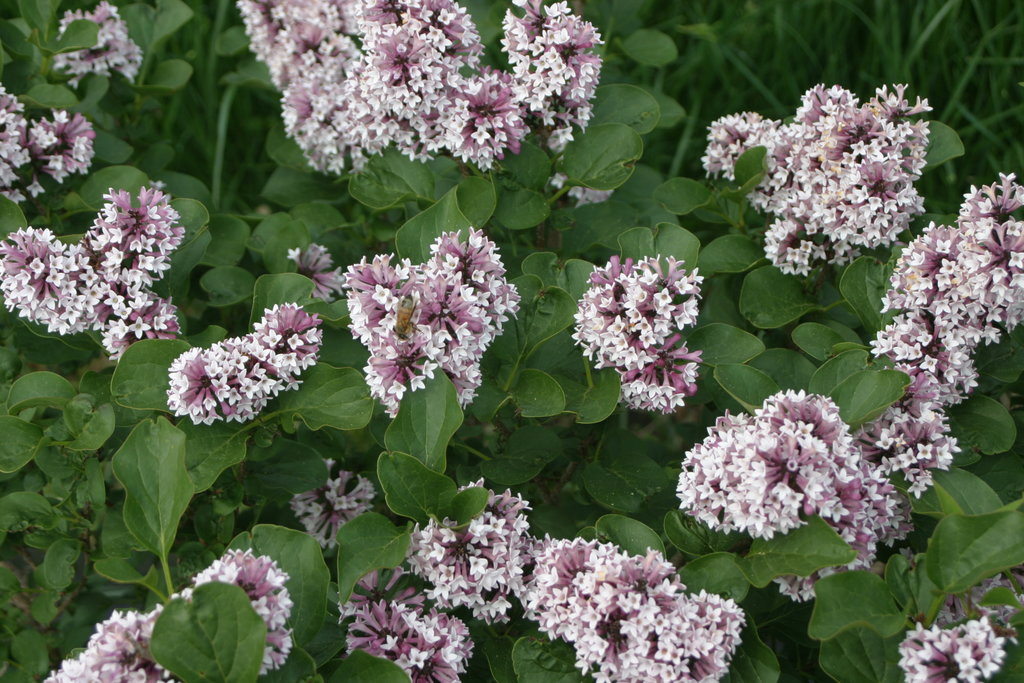 Baby Kim® Lilac | Plant Addicts
