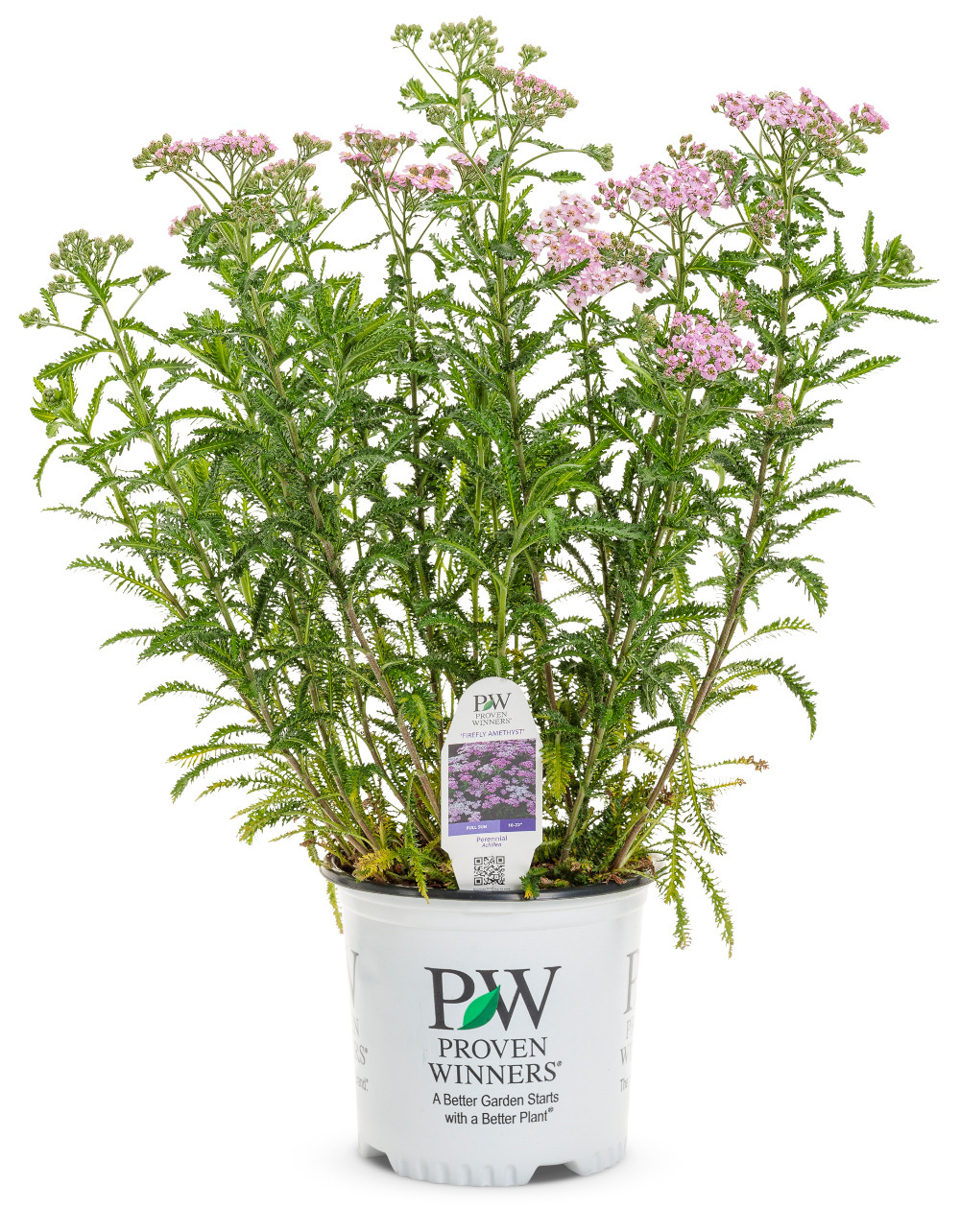 Firefly Amethyst Yarrow | Plant Addicts
