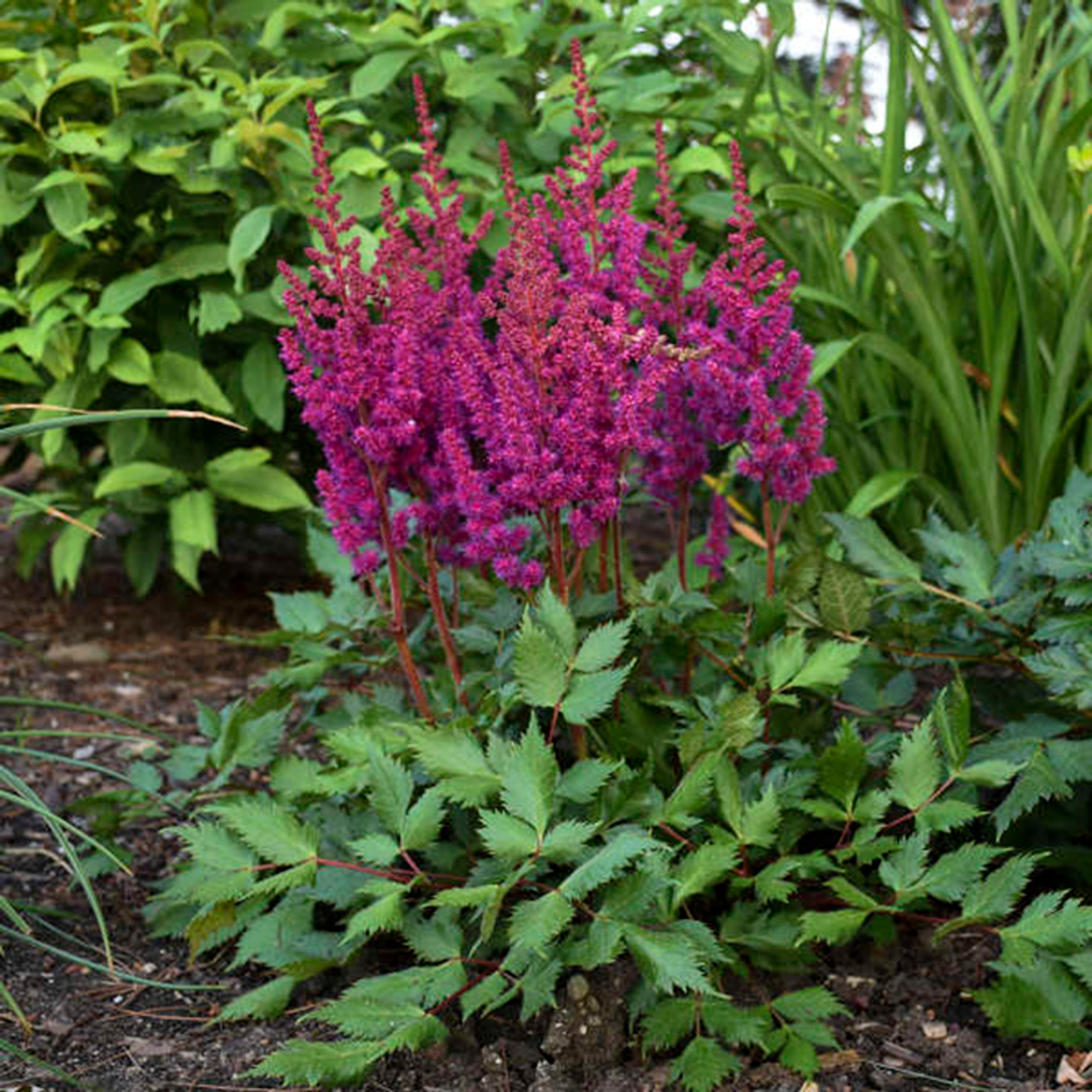 Vision in Red Astilbe | Plant Addicts