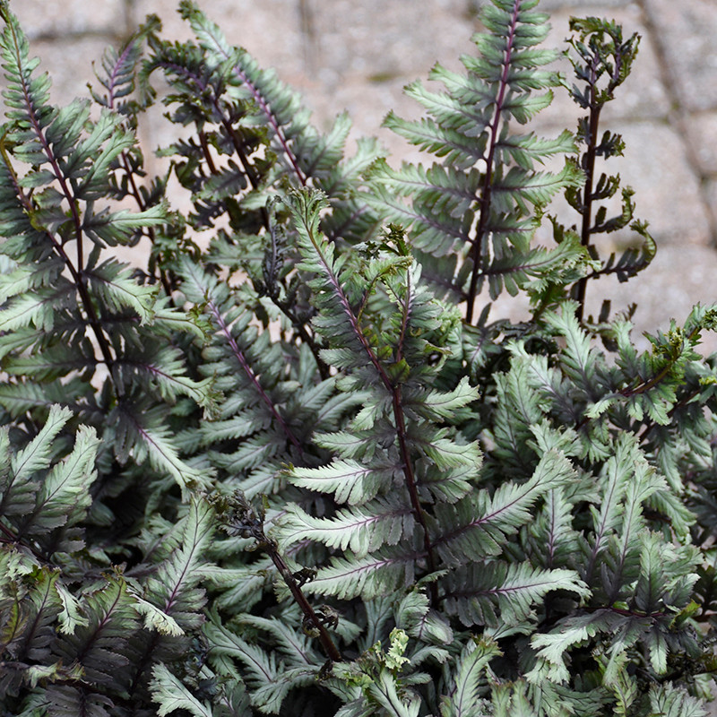 Lady in Red Fern | Plant Addicts