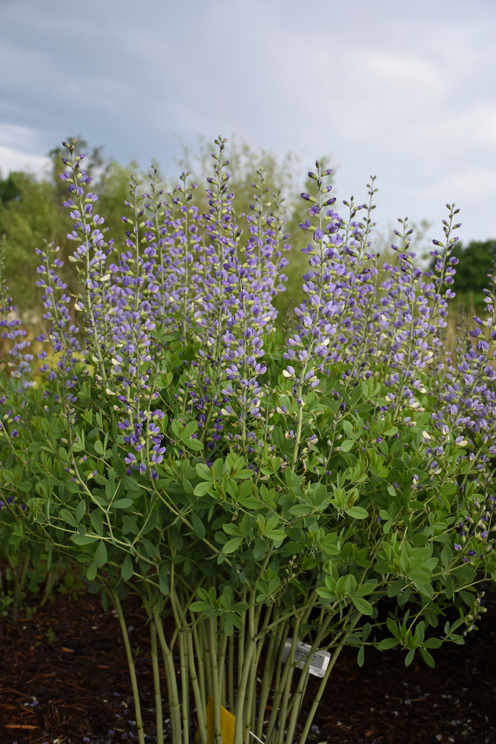Decadence® Deluxe 'Blue Bubbly' False Indigo | Plant Addicts