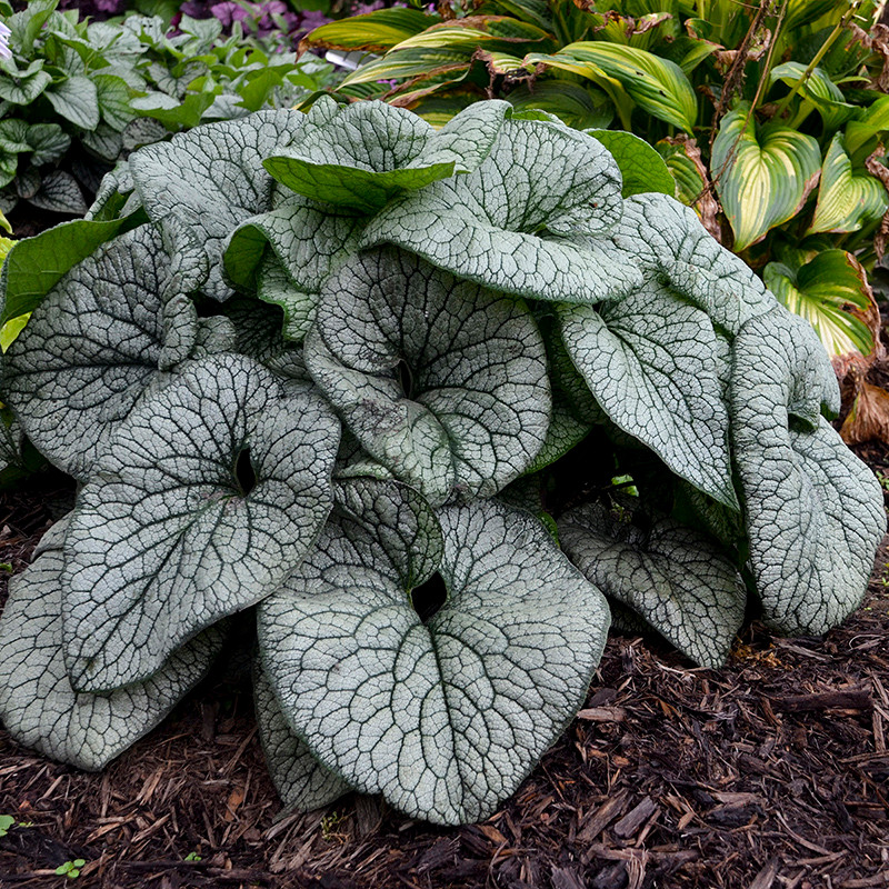 Heartleaf Foamflower | Plant Addicts