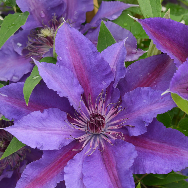 Boulevard® Edda Clematis | Plant Addicts