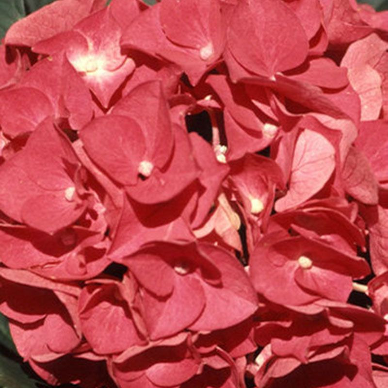 Charm Hydrangea | PlantAddicts.com