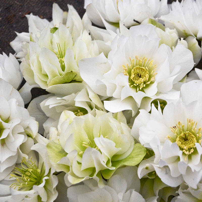 Wedding Party® True Love Lenten Rose | Plant Addicts